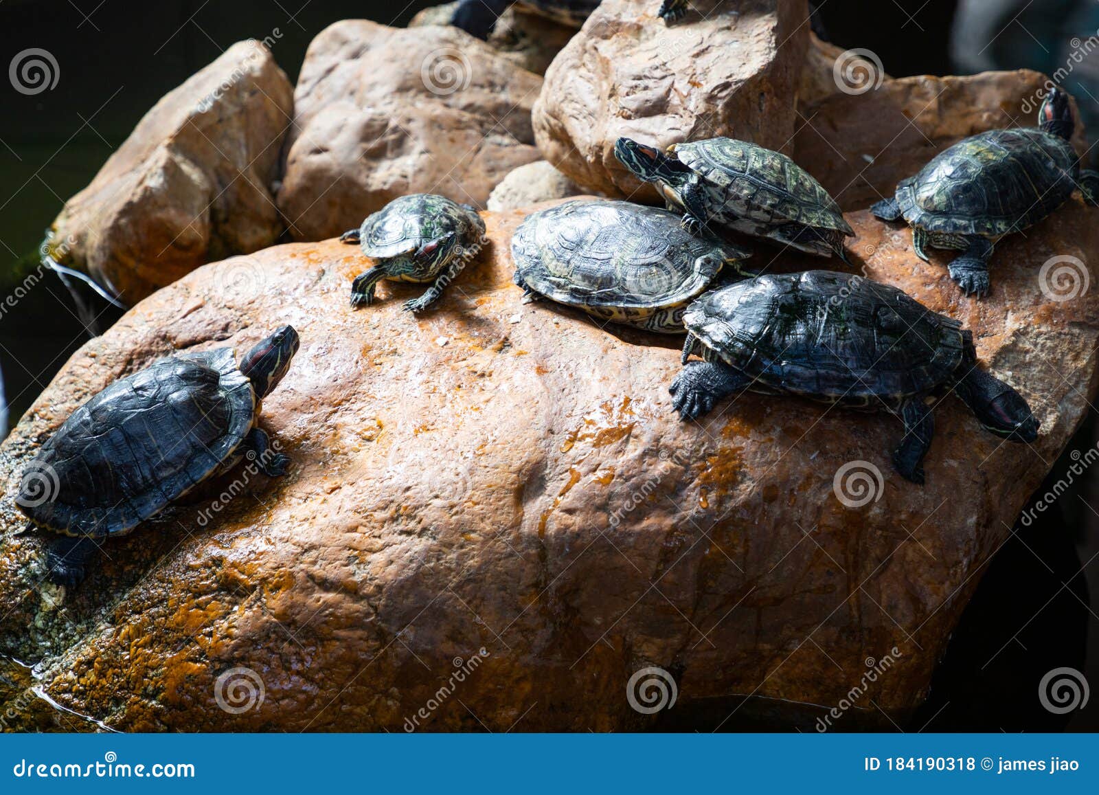 Turtles Resting on Rocks in a Pond Stock Photo - Image of shell, nature ...