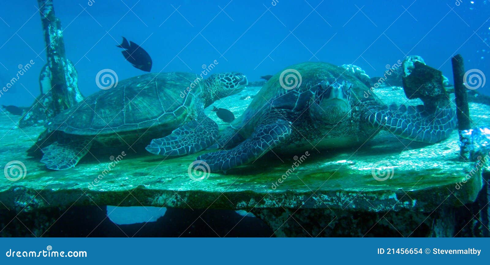 Turtles Resting on Sunken Ship Stock Photo - Image of underwater ...