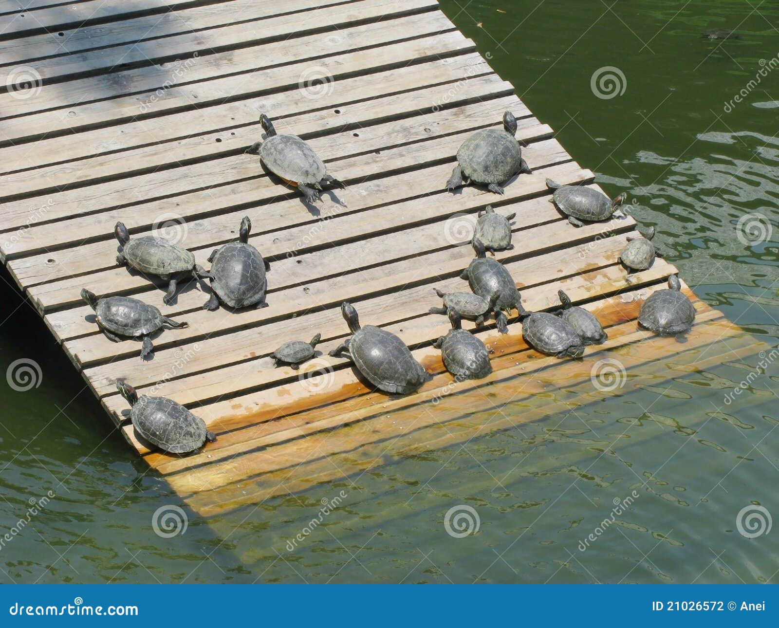 Turtles Resting on Wood Panels Stock Photo - Image of sunlight, turtle ...