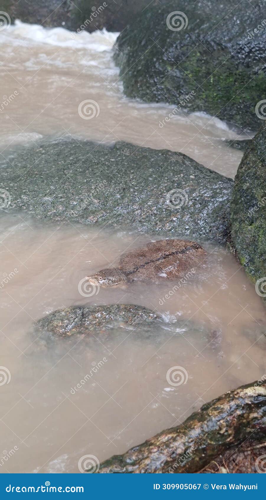 Turtles in the River with a Beautiful Waterfall Stock Image - Image of ...