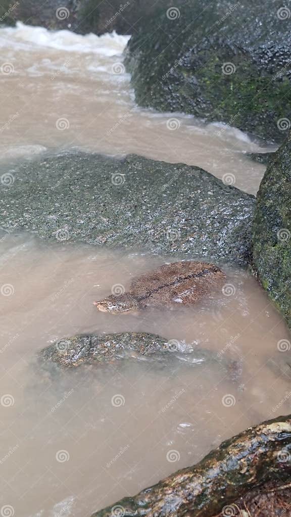 Turtles in the River with a Beautiful Waterfall Stock Image - Image of ...