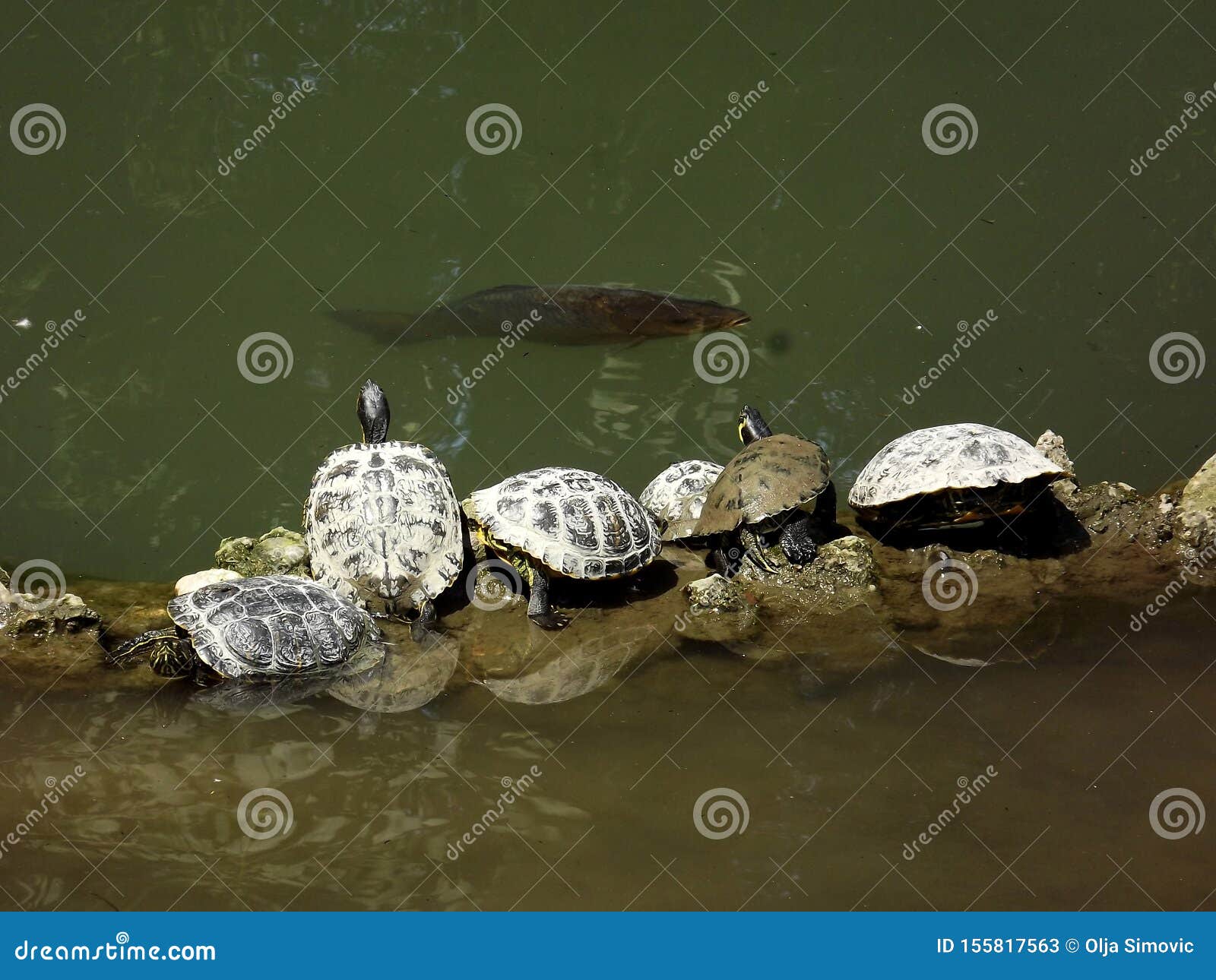 Turtles by the river stock image. Image of animal, color - 155817563