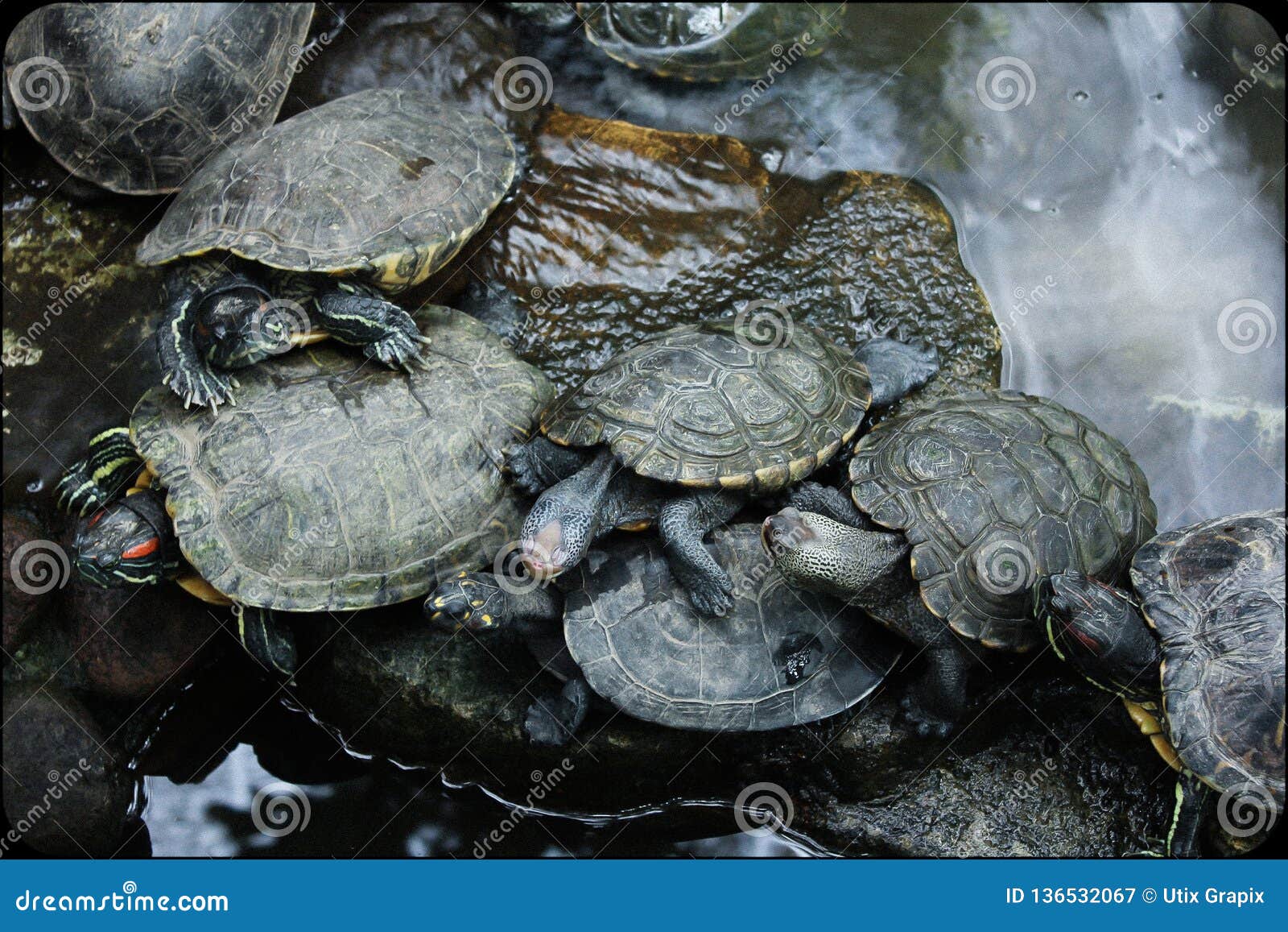 Turtles on the river stock image. Image of green, walking - 136532067