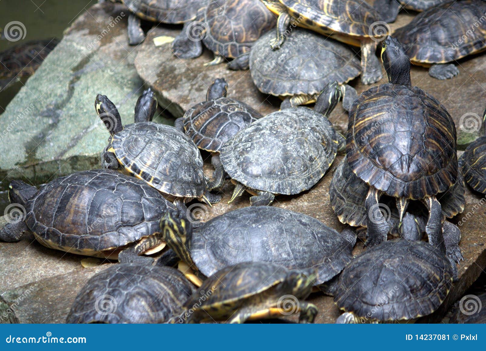 Two Turtles Fighting Stock Image | CartoonDealer.com #12767131