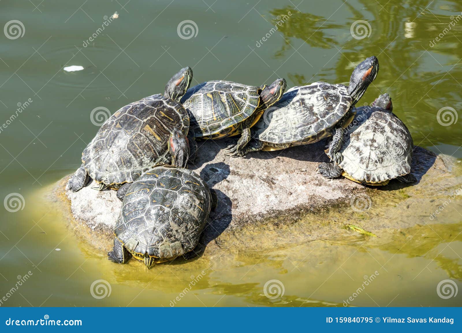 Turtles on the Rock in Pond Stock Image - Image of green, pond: 159840795
