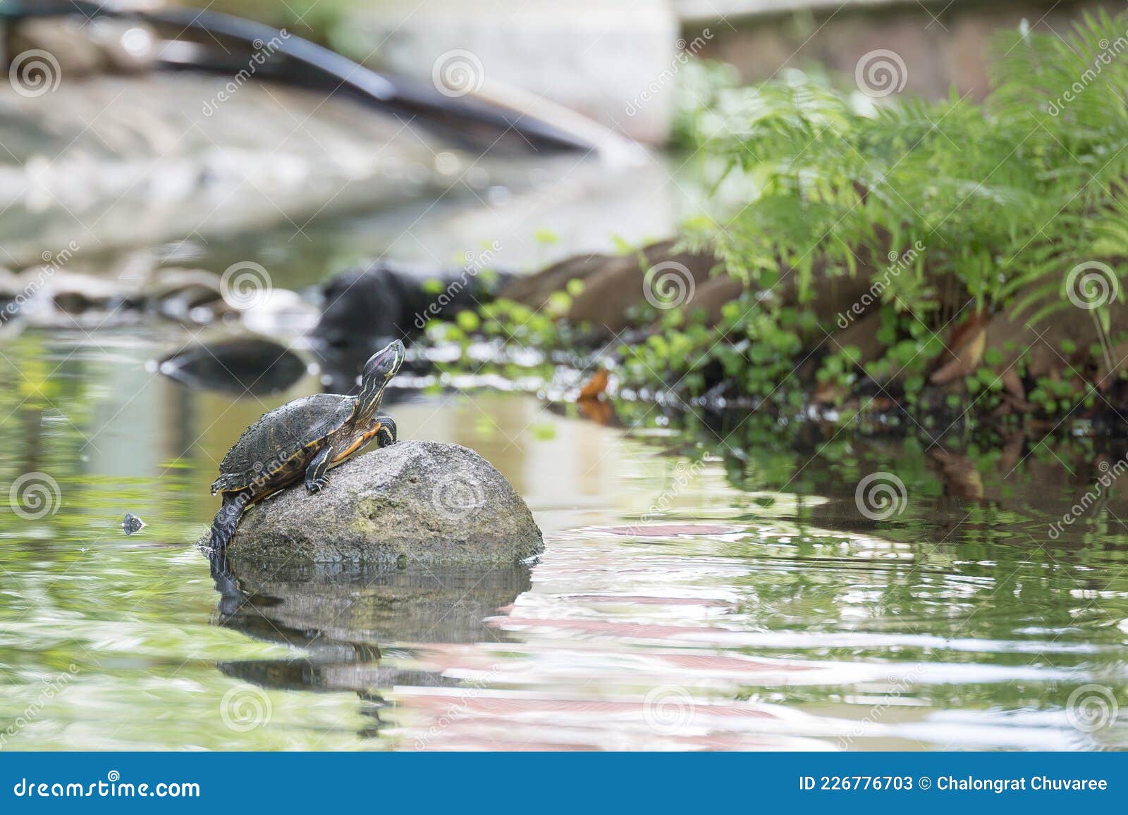 Turtles on a Rock in a Rich Natural Swamp Stock Image - Image of cute ...