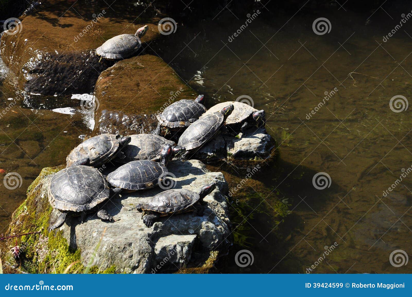 Turtles on a rock stock image. Image of sunshine, animal - 39424599