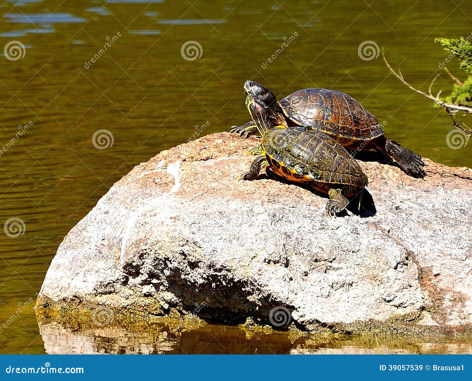 Turtles on Rock stock image. Image of garden, togetherness - 39057539