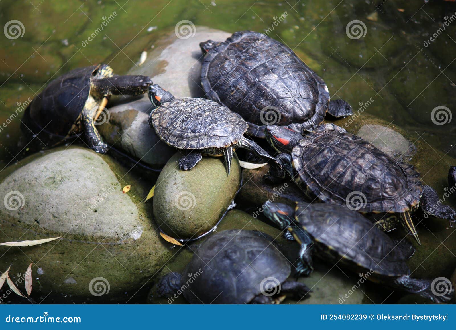 Turtles on the rocks stock image. Image of environment - 254082239
