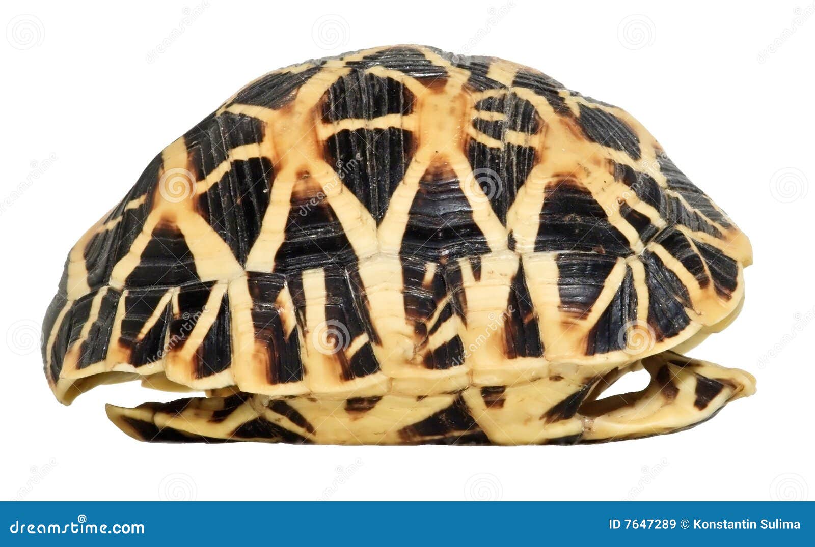 Turtles shell isolated stock image. Image of suit, animal - 7647289