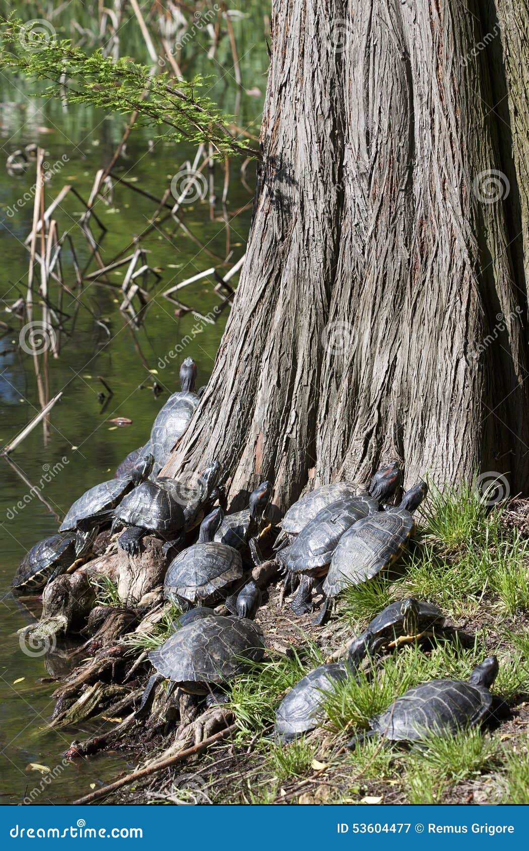 Turtles - RAW format stock image. Image of nature, close - 53604477