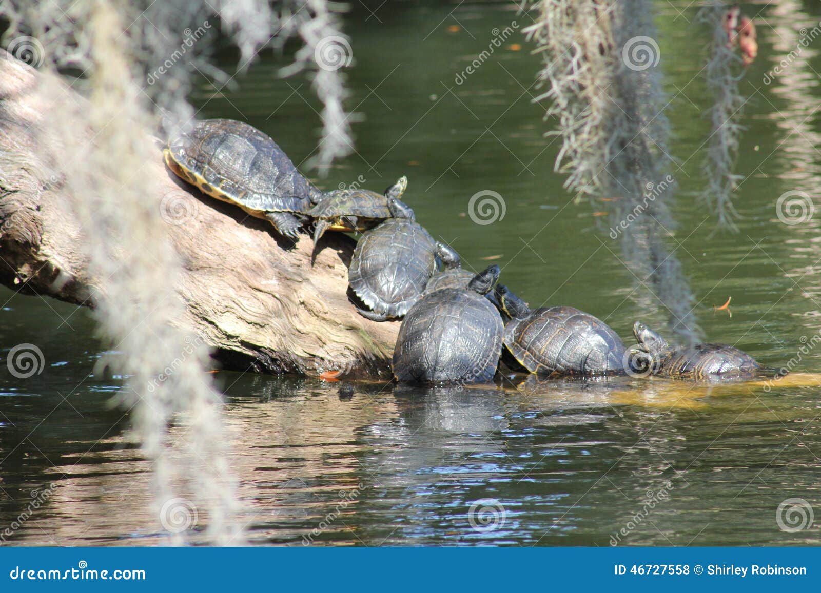 Two Turtles Fighting Stock Image | CartoonDealer.com #12767131