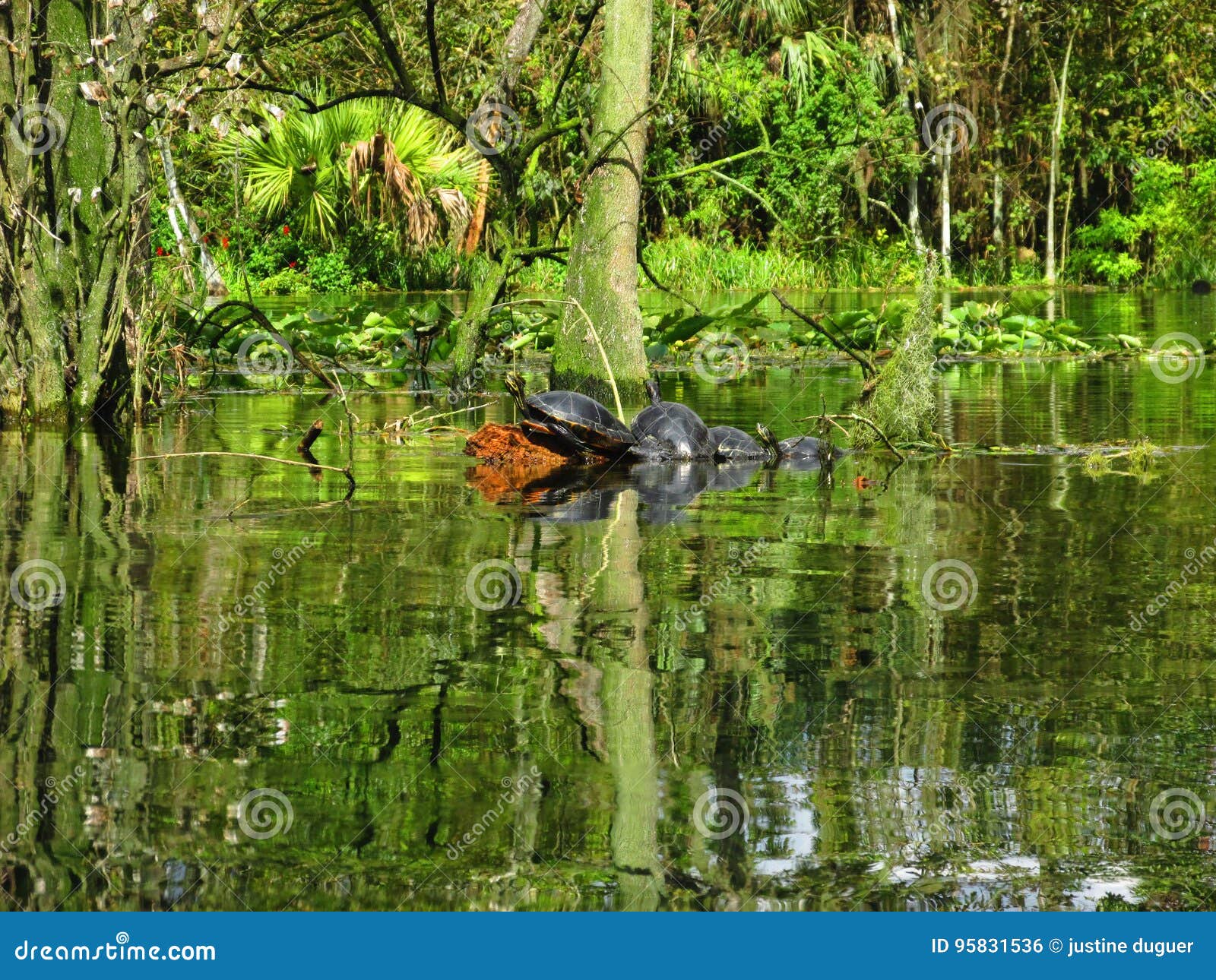 Turtles stock photo. Image of colorfull, turtles, wildlife - 95831536