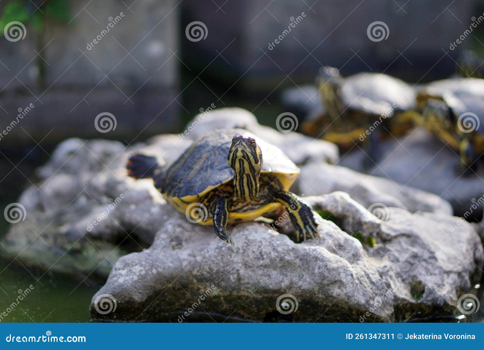 Turtles sit on rocks stock image. Image of endangered - 261347311