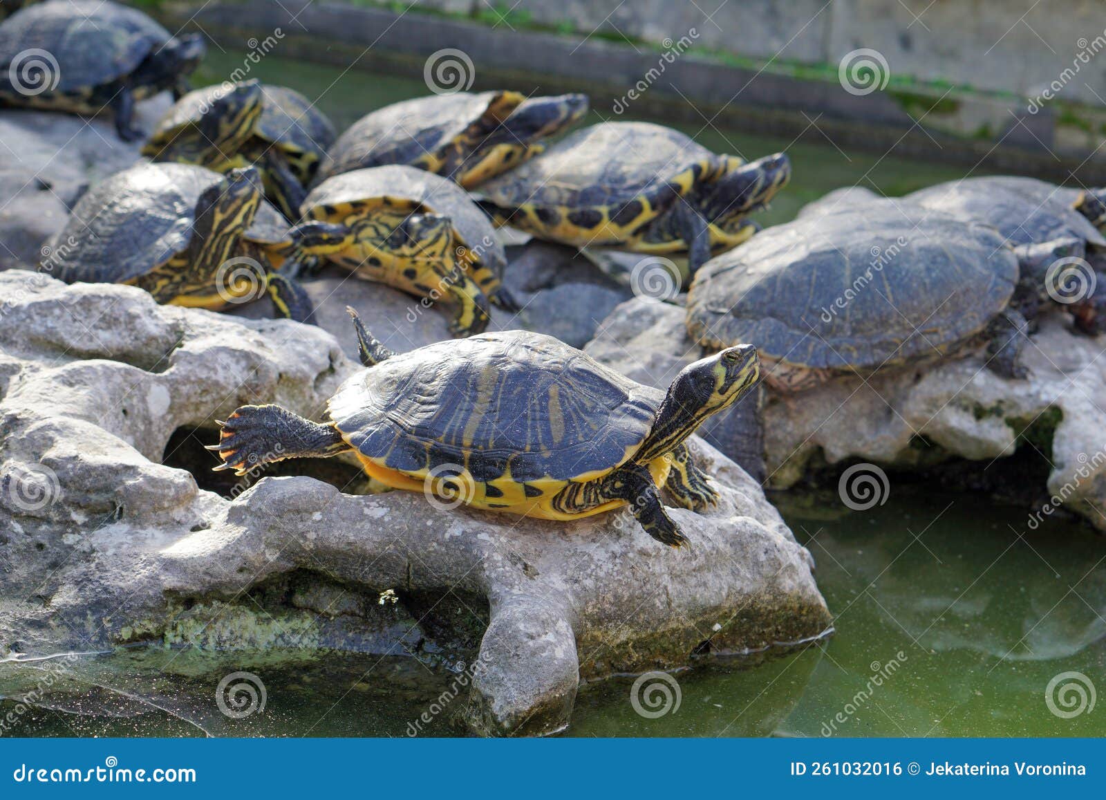 Turtles sit on rocks stock photo. Image of marine, exotic - 261032016