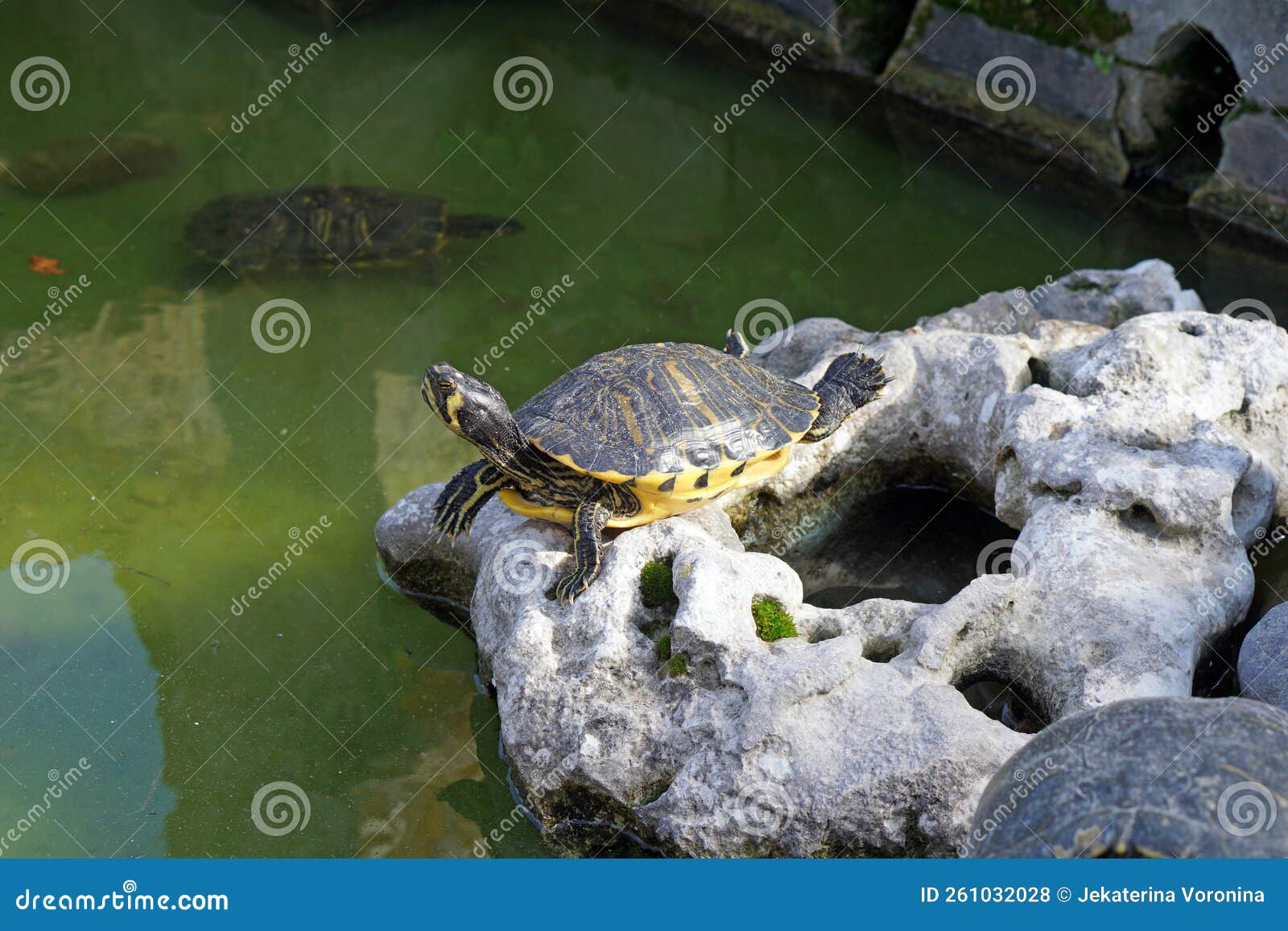 Turtles sit on rocks stock photo. Image of funny, exotic - 261032028