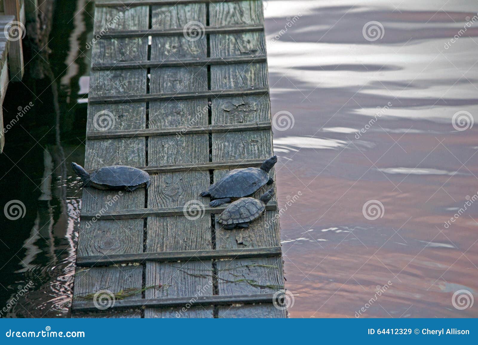 Turtles Sitting on Boat Ramp Stock Image - Image of ocean, boat: 64412329