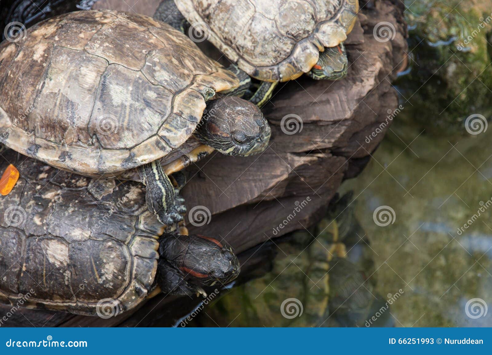 Turtles Sitting On Branch. Royalty-Free Stock Photography ...