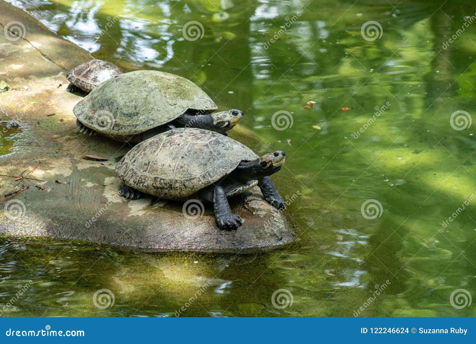 Turtles an a rock stock photo. Image of wildlife, animal - 122246624