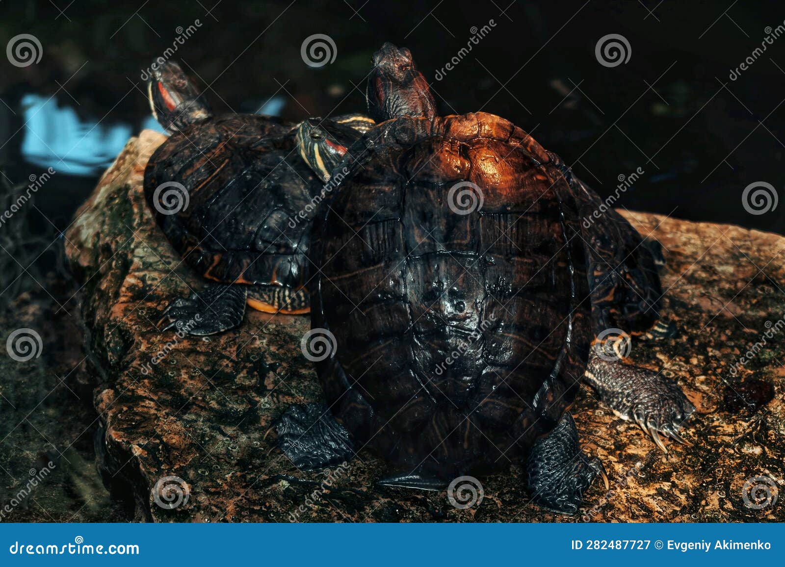 Turtles sitting on a rock stock image. Image of turtles - 282487727