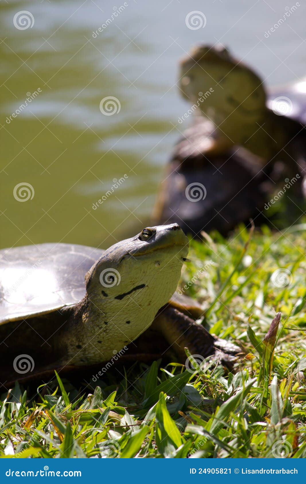 Turtles smilling stock image. Image of natural, animal - 24905821