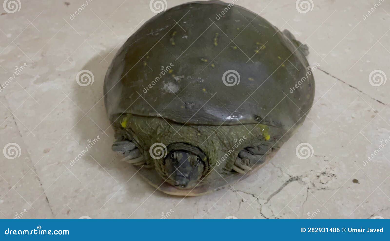 Turtles Spotted Shells are Moving on a Ground in Summer with Head Arms ...