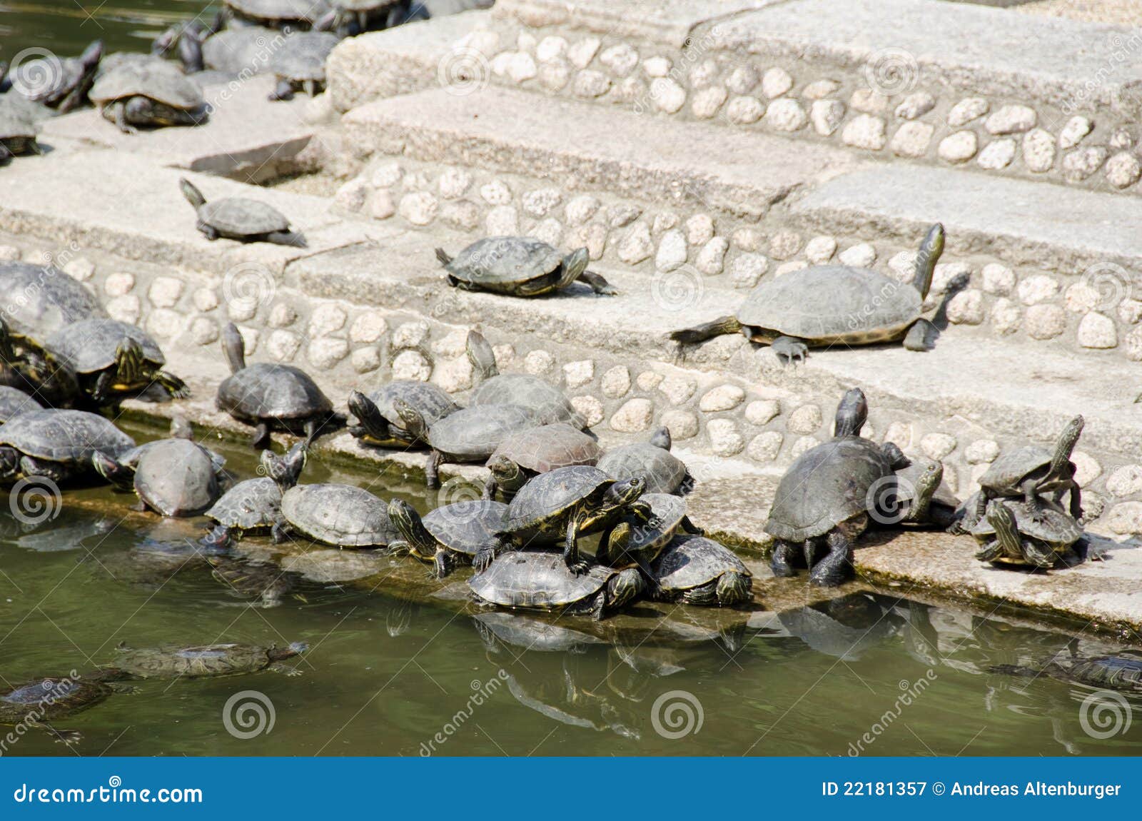 Turtles On Stairs In A Temple Royalty-Free Stock Photography ...