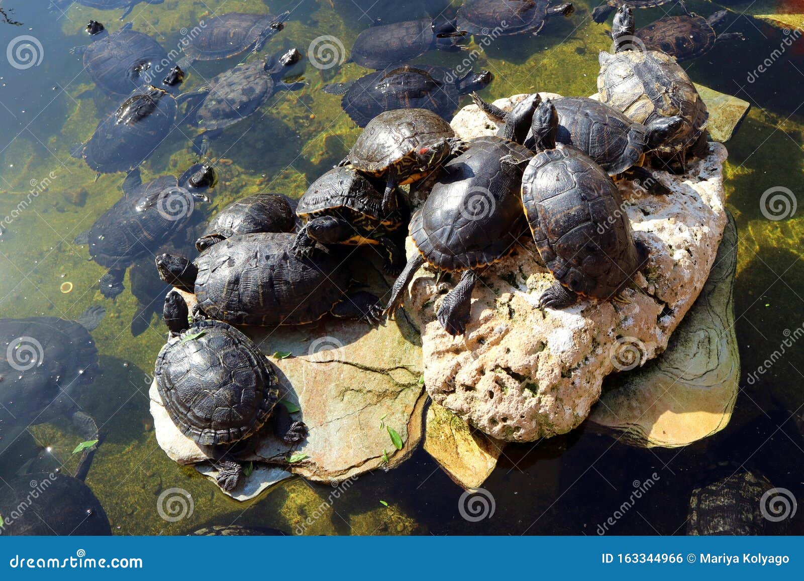 Turtles on a Stone Bask in the Pond Stock Photo - Image of reflection ...