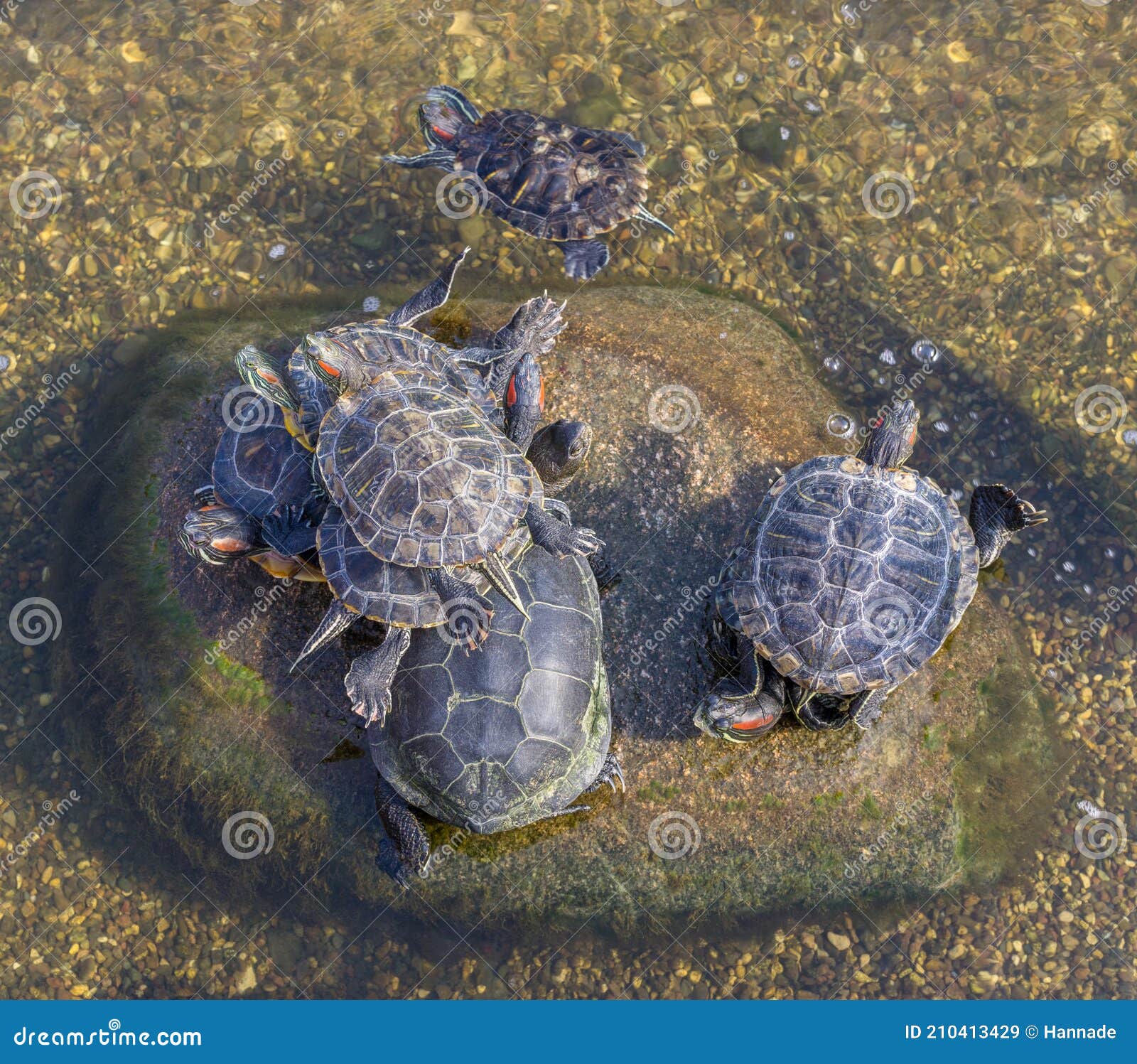 Turtles on stone stock image. Image of basking, relaxation - 210413429