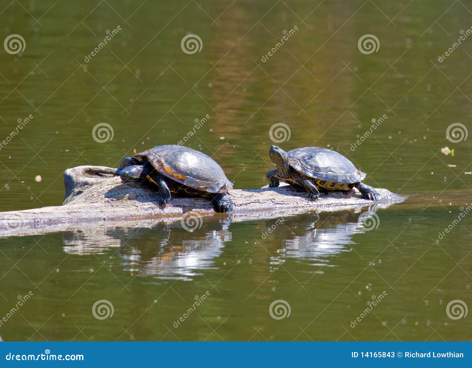 Turtles in the Sun stock image. Image of close, sitting - 14165843