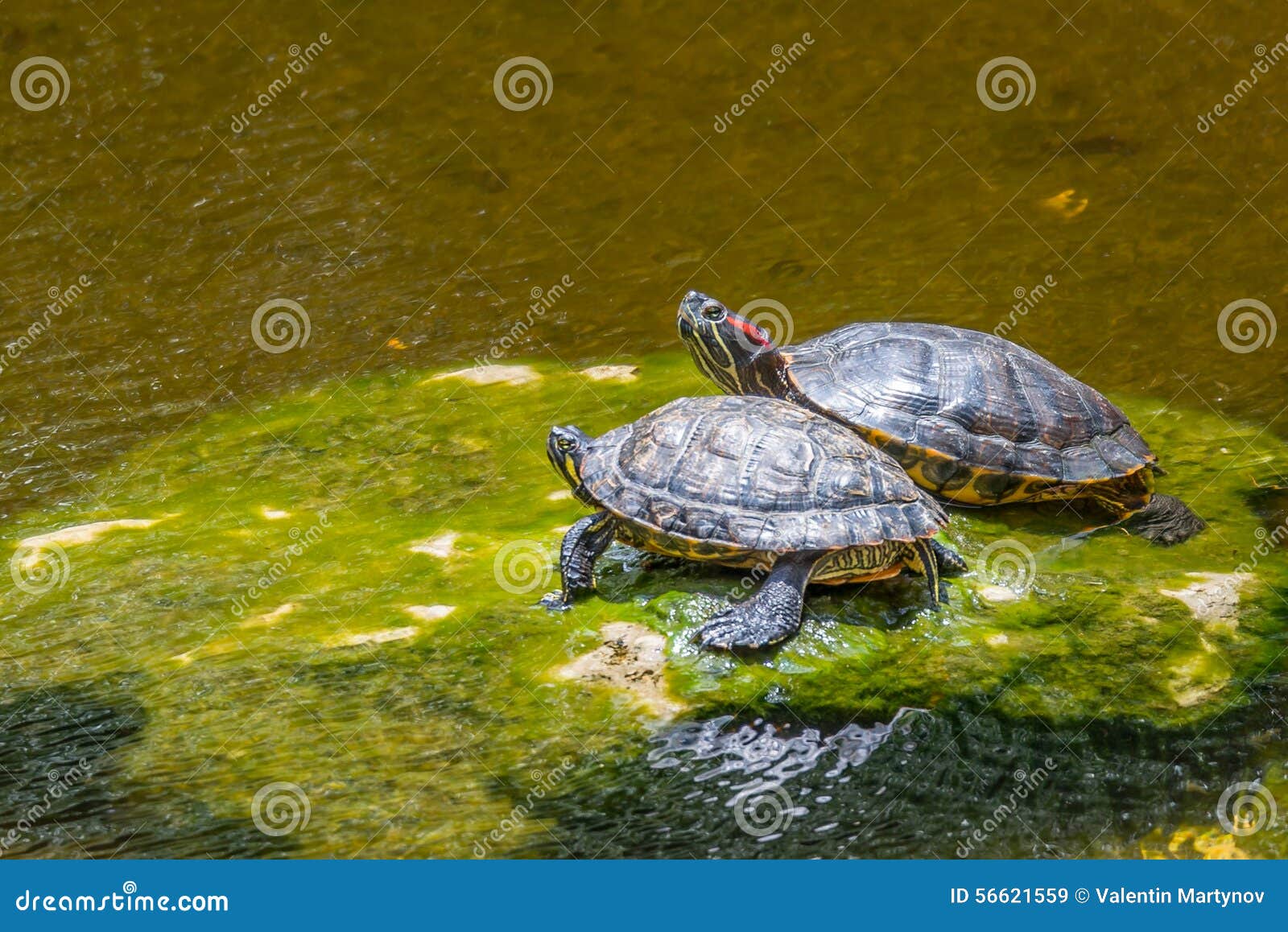 Sun Bathing Turtles Royalty-Free Stock Photography | CartoonDealer.com ...
