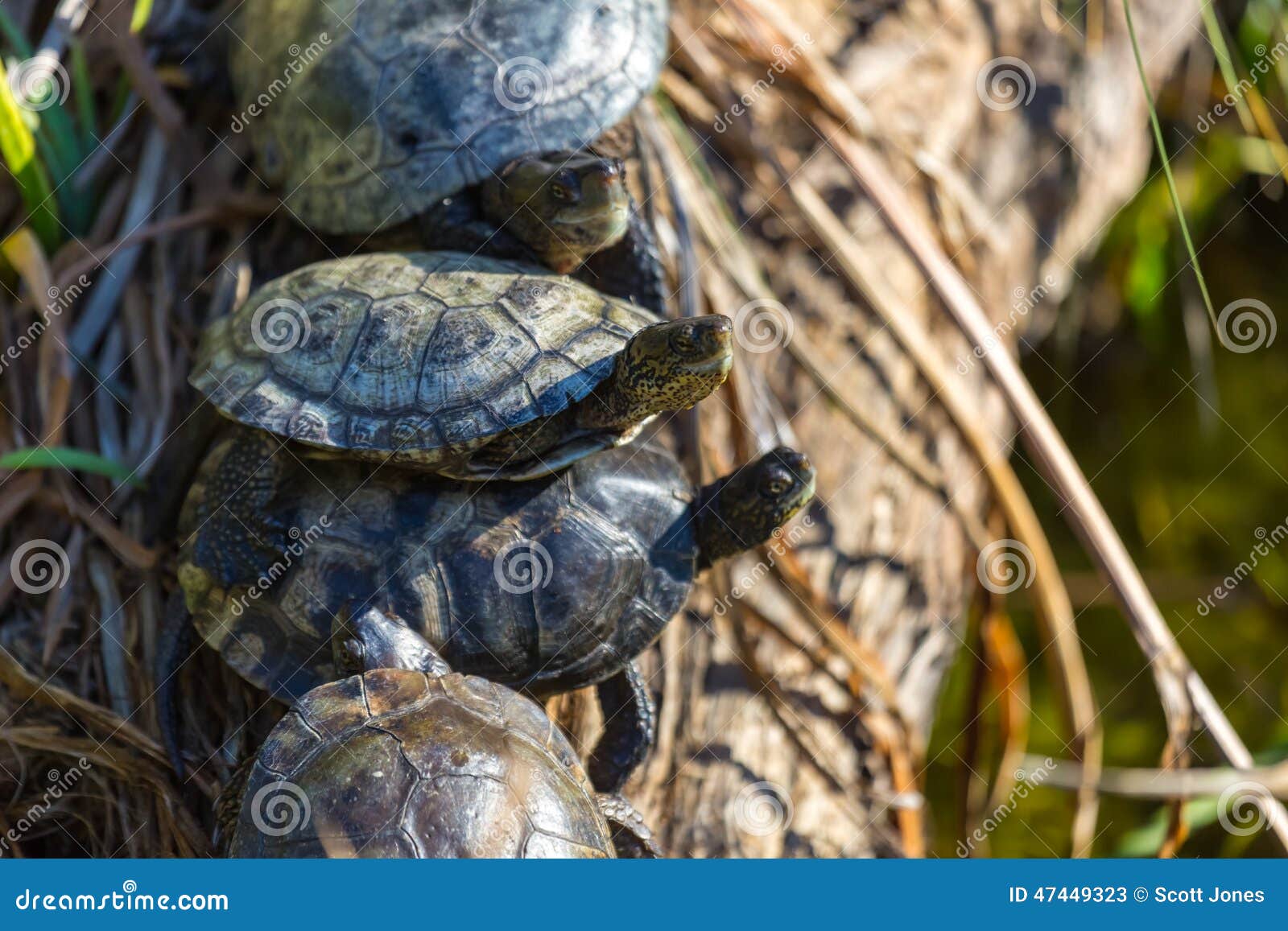 Turtles in the Sun stock image. Image of animal, turtle - 47449323