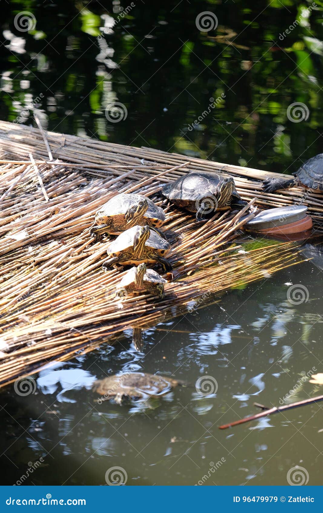 Turtles sunbathing stock image. Image of tree, green - 96479979