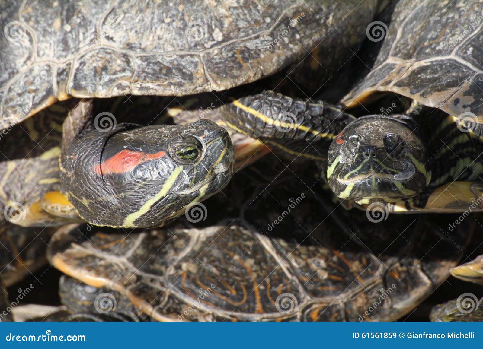 Turtles sunbathing stock image. Image of water, pond - 61561859