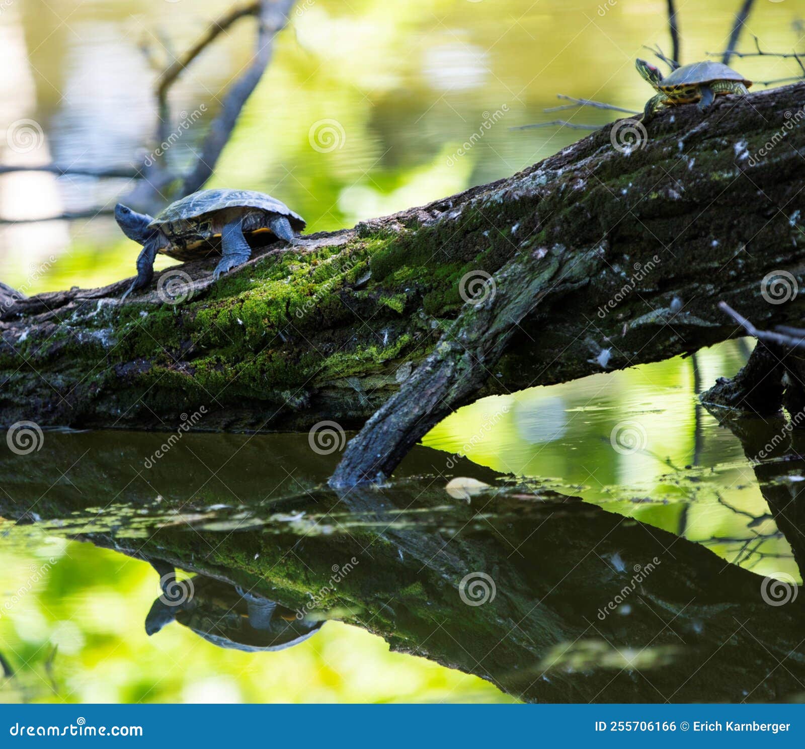 Turtles Sunbathing on an Old Tree Trunk Stock Photo - Image of ...