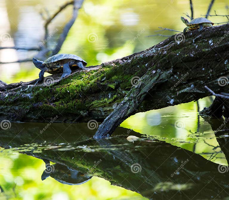 Turtles Sunbathing on an Old Tree Trunk Stock Photo - Image of ...