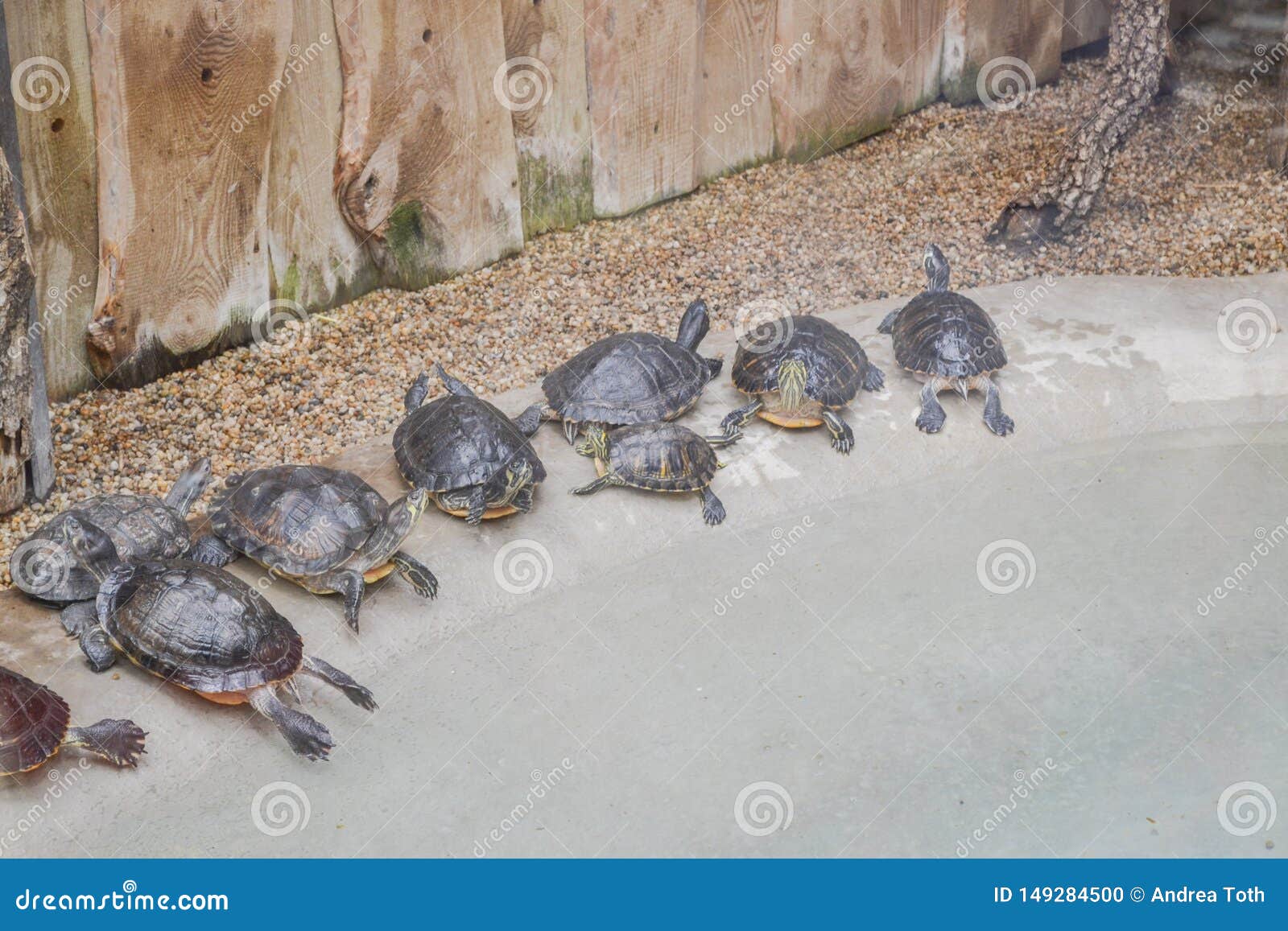 Turtles Sunbathing on the Pole Side Stock Photo - Image of outdoor ...