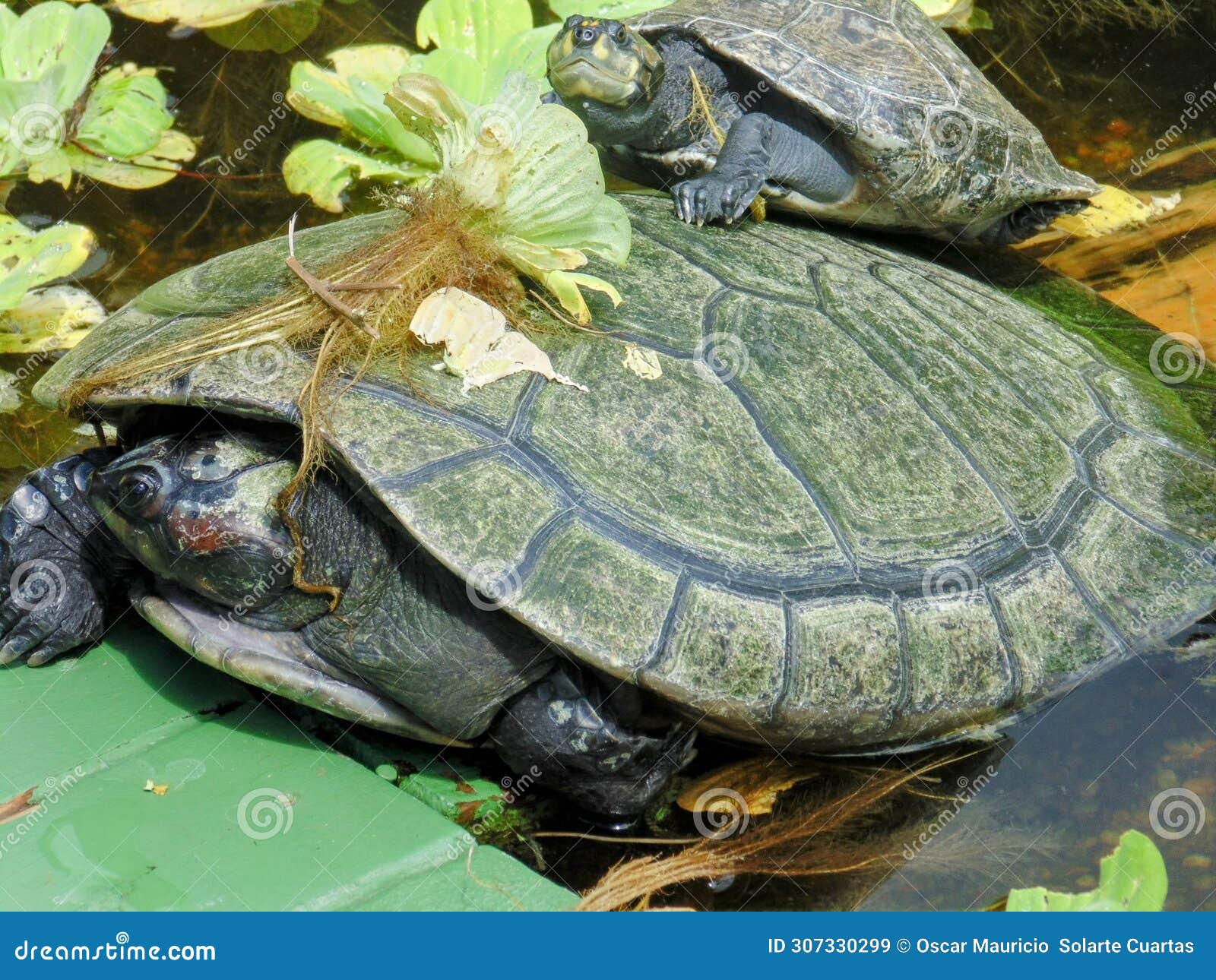 Turtles Sunbathing Together Stock Image - Image of turtles, plants ...