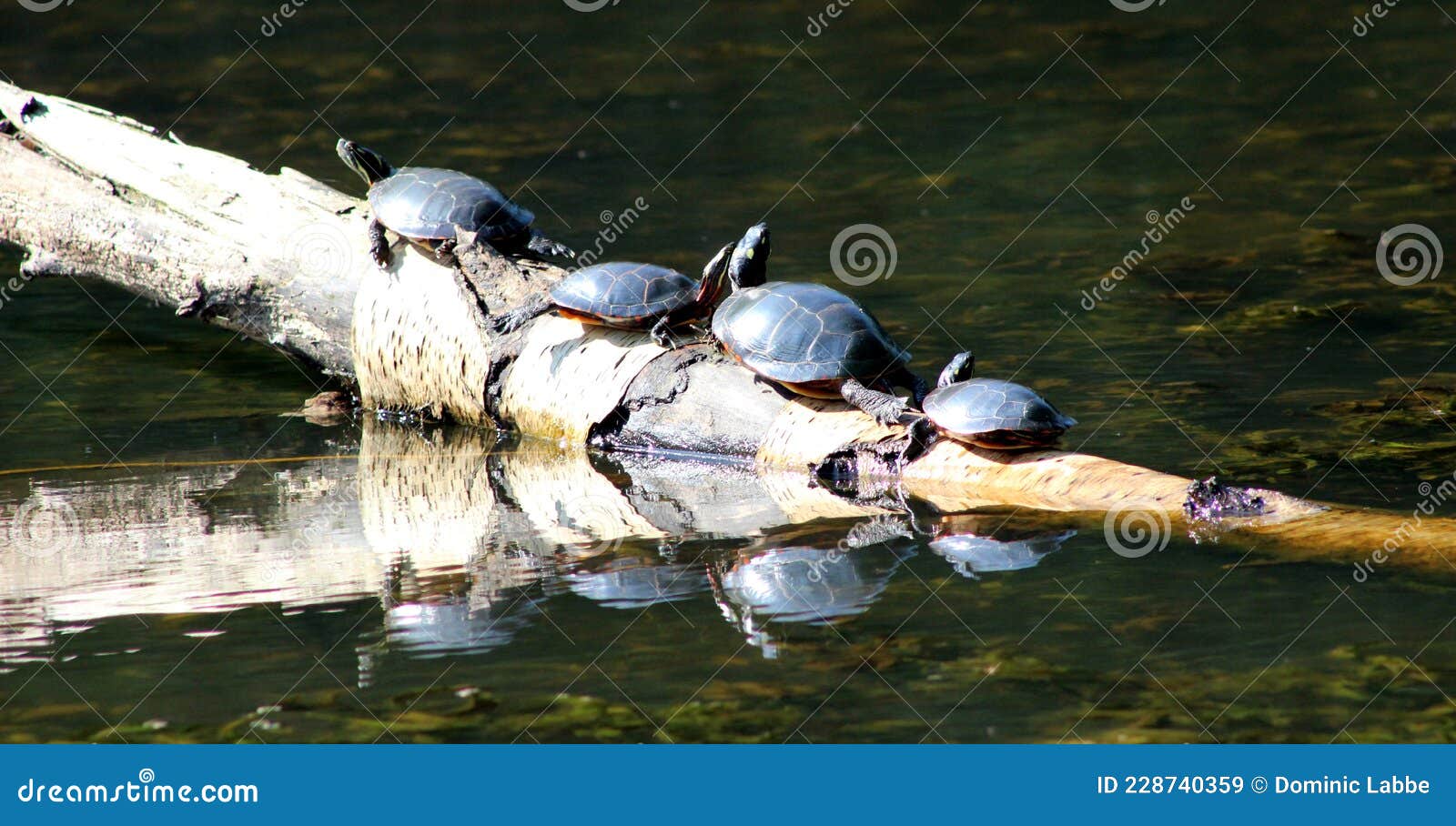 Turtles sunbathing stock image. Image of branch, reptile - 228740359