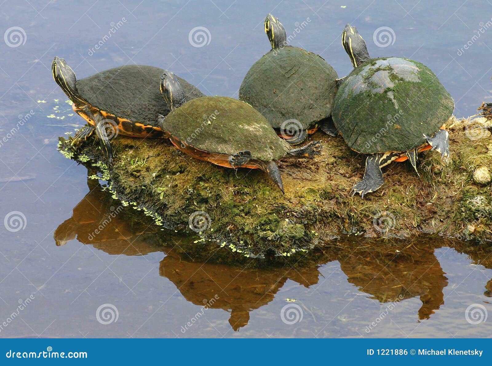 Turtles Sunning stock photo. Image of group, creature - 1221886