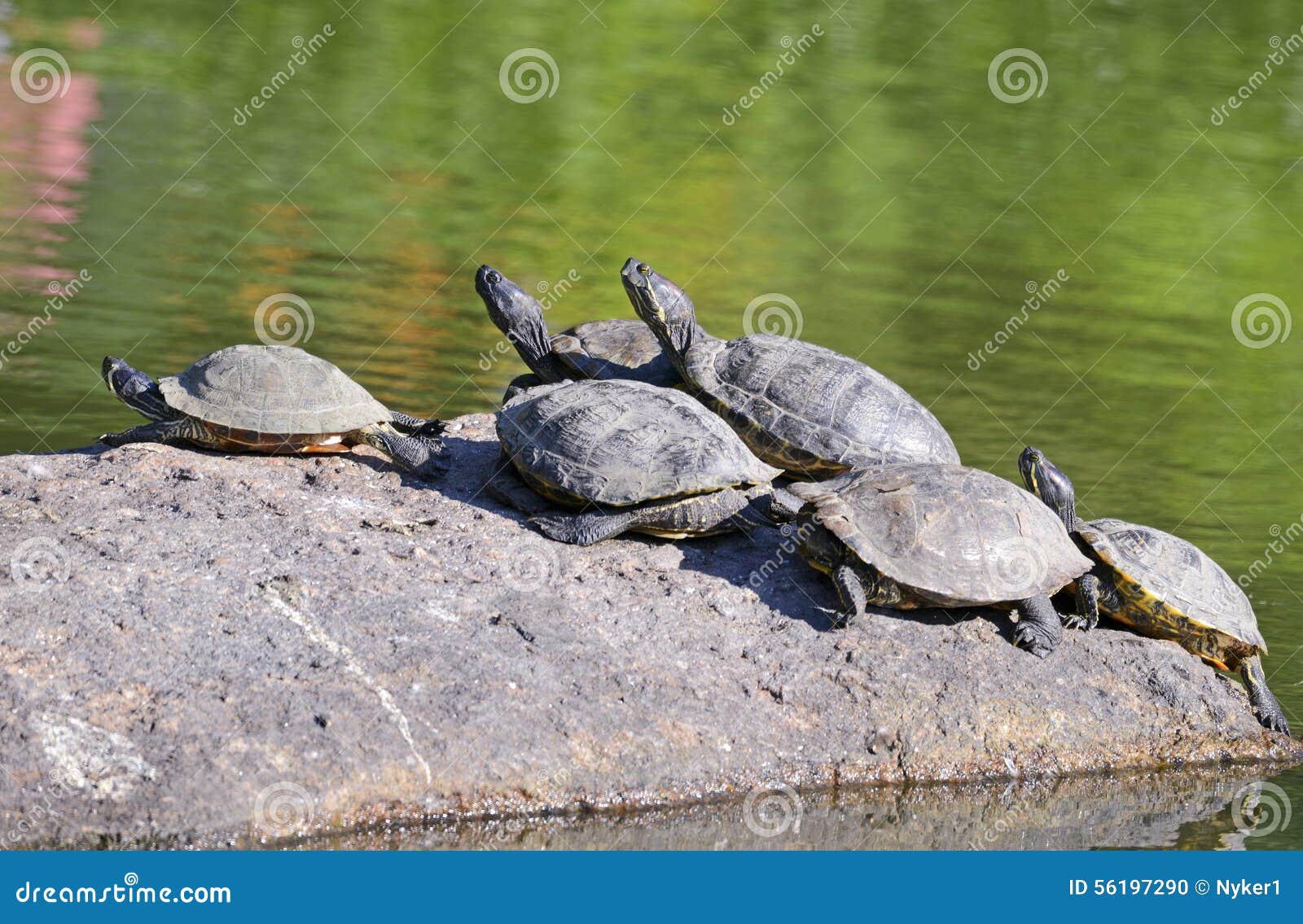 Turtles Sunning Themselves on Rock in Pond Stock Photo - Image of fresh ...