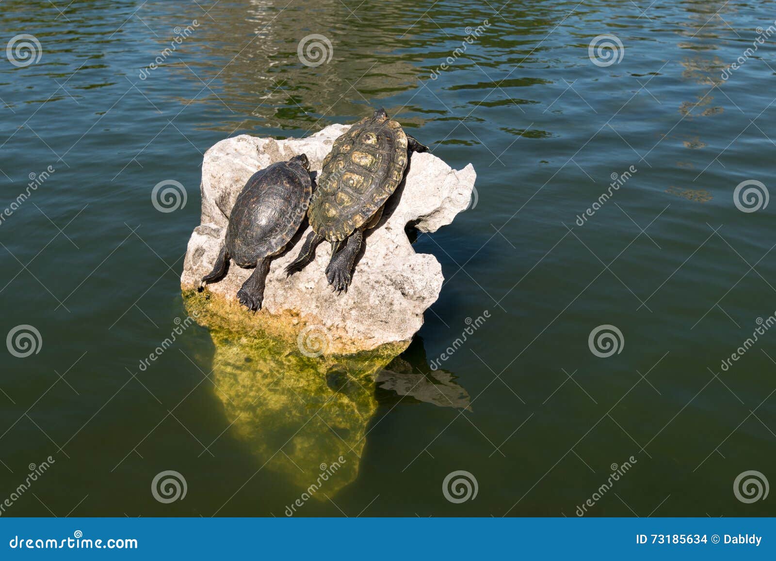 Turtles Sunning Themselves stock photo. Image of laziness - 73185634