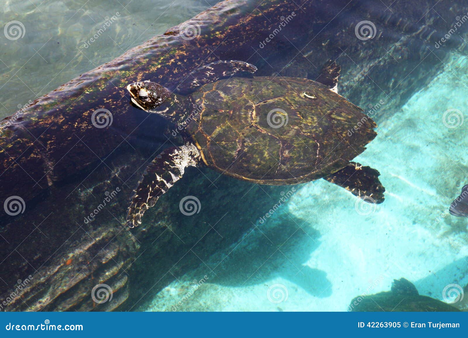 Turtles swimming stock image. Image of wave, swimming - 42263905