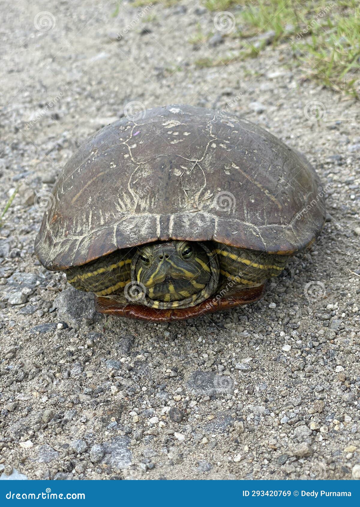 Turtle Pose while Crossing the Road Stock Image - Image of serpent ...