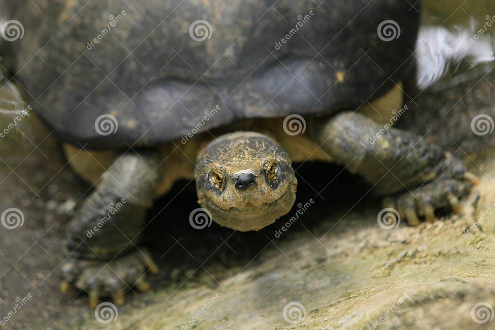 Turtles stock photo. Image of people, shell, green, living - 63377796