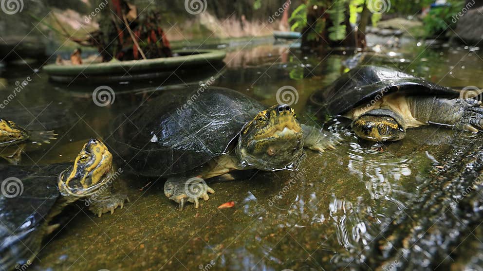 Turtles stock photo. Image of hermanni, people, organism - 63377856