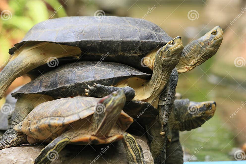 Turtles stock image. Image of scene, crawling, looking - 63378015