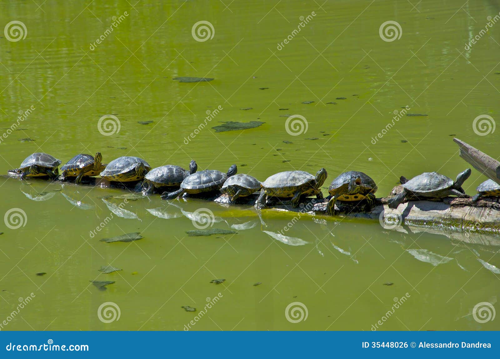 Turtles teamwork stock photo. Image of tropical, lake - 35448026