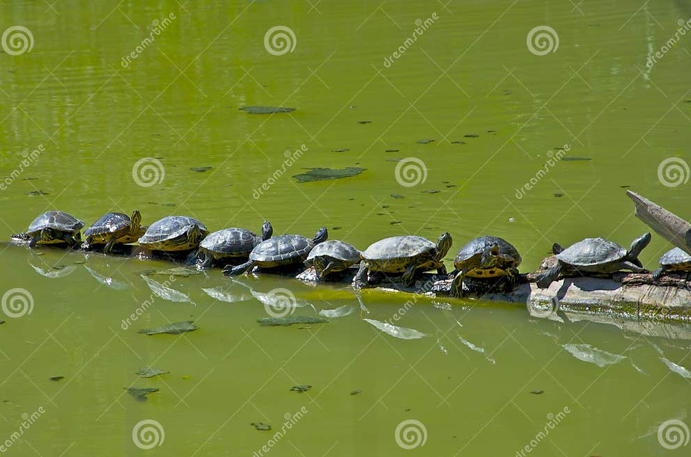 Turtles teamwork stock photo. Image of tropical, lake - 35448026