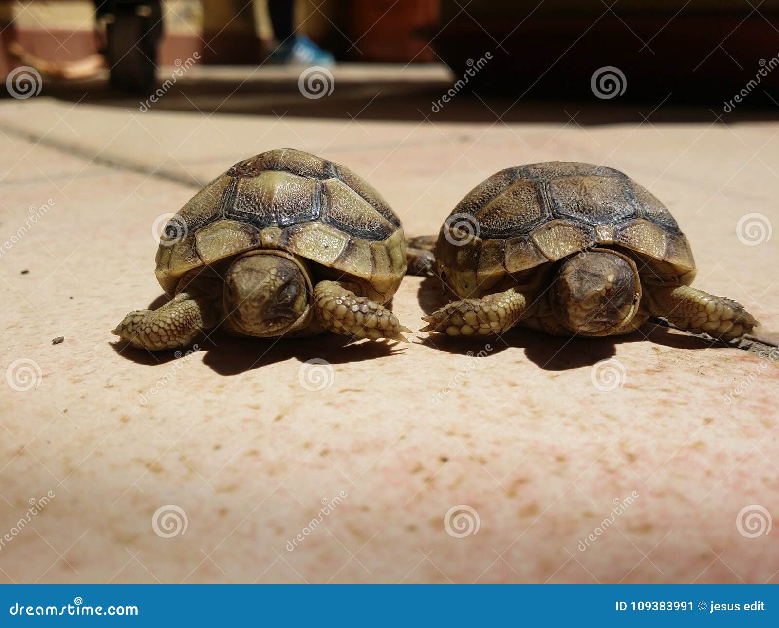 Tiny Cute Land Turtles Stock Photos - Free & Royalty-Free Stock Photos ...